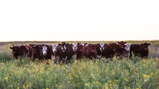 Farm raised Beef to your door! – Bee Branch Beef Co.